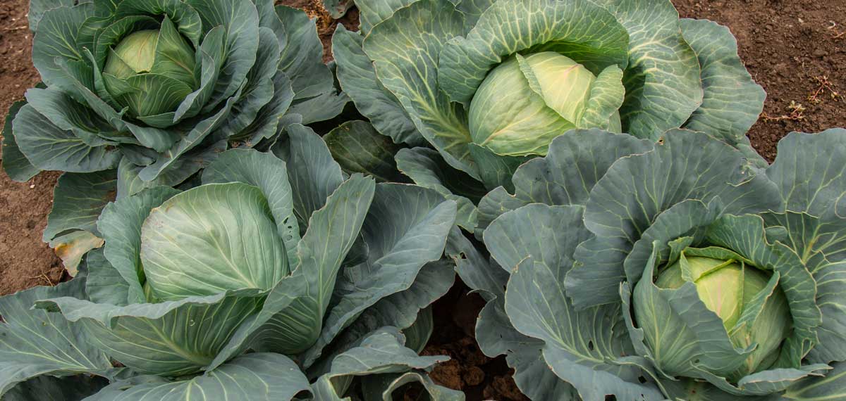 How to Grow a Head of Lettuce…Er, I Mean Cabbage! – All About The Garden