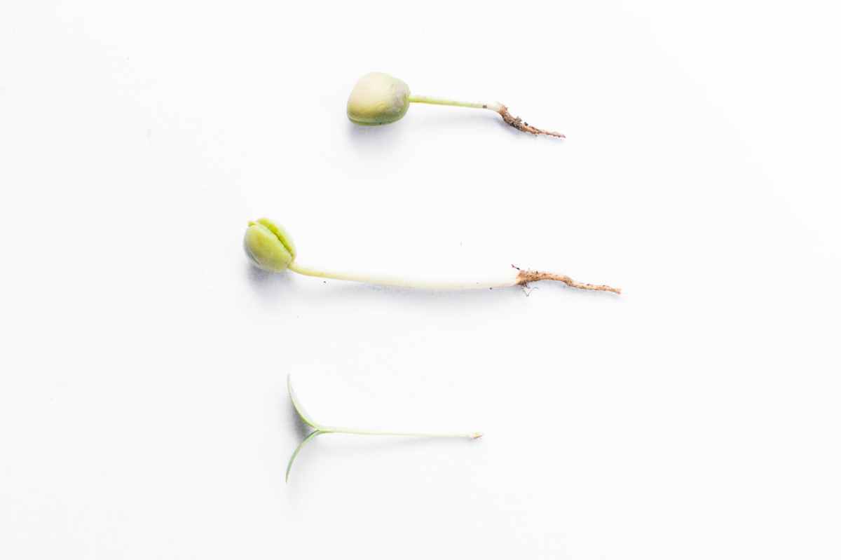 Testing Seed Viability – All About The Garden